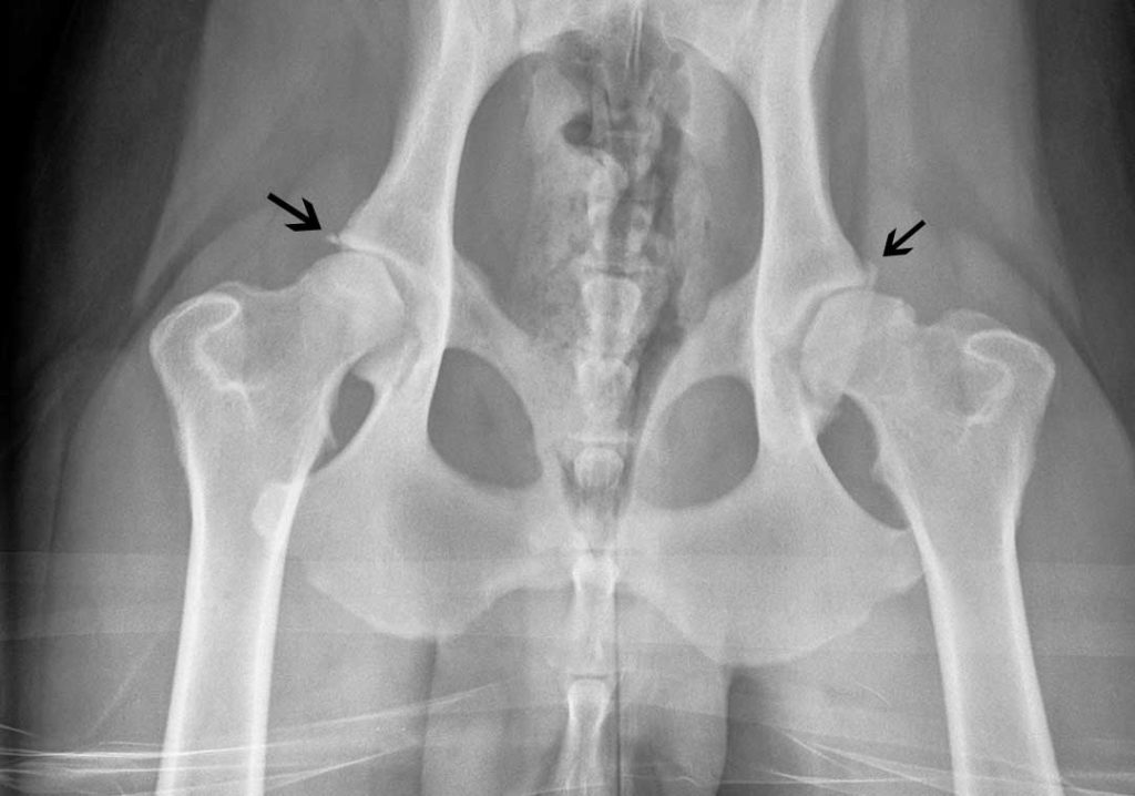Linking Vaccines to Joint disease and hip dysplasia in DOGS - Vaccine ...